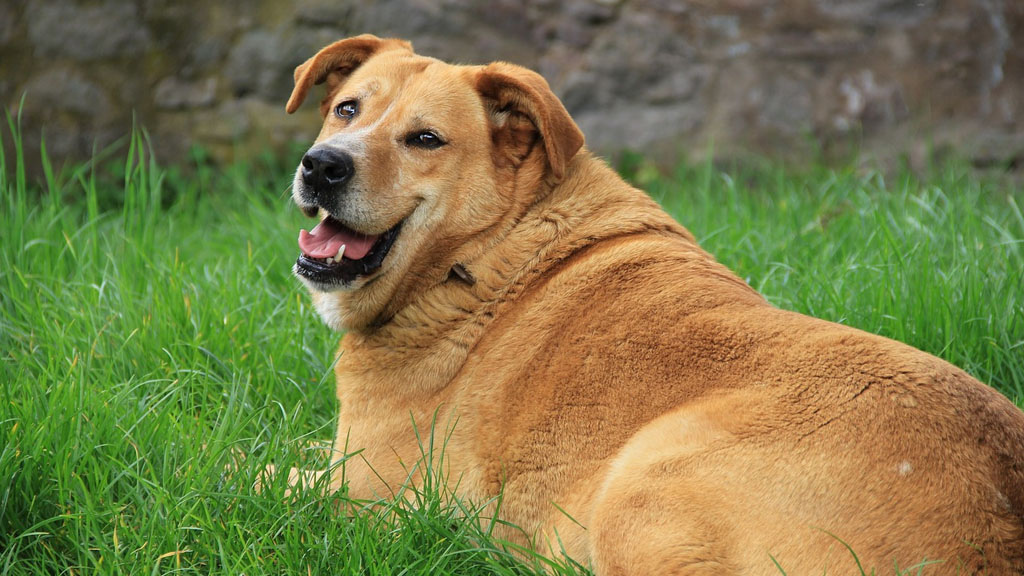 El 50% de las mascotas están gordas. Las sobrealimentamos