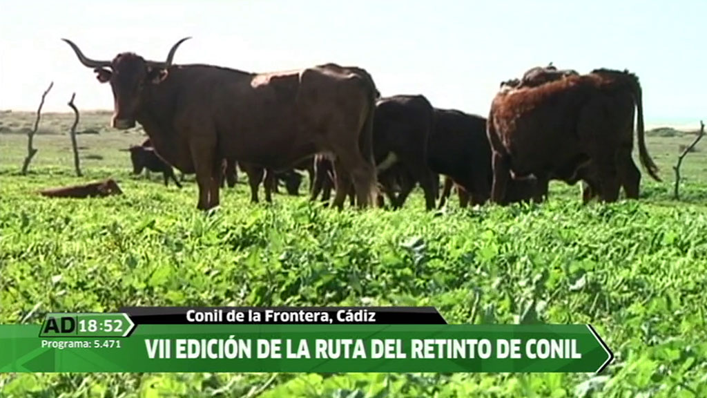 Doce días en Conil para descubrir la carne de retinto