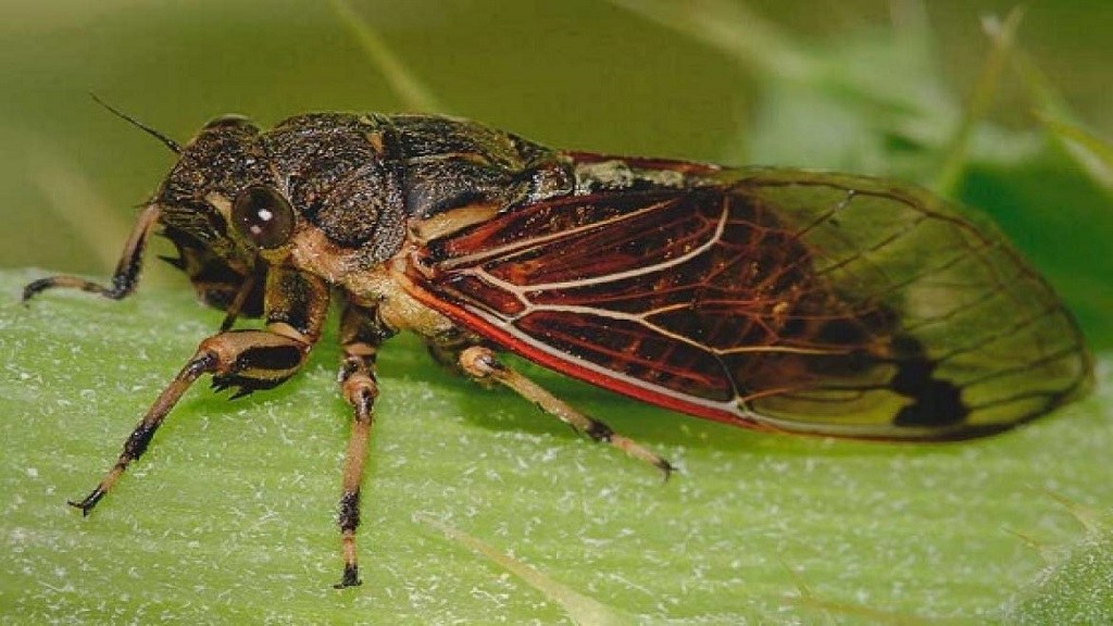 ¿Es lo mismo cigarra y chicharra?