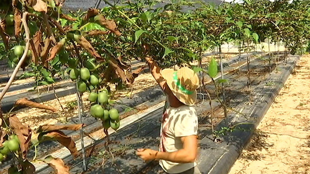 Kiwi berri, un nuevo fruto en el campo andaluz