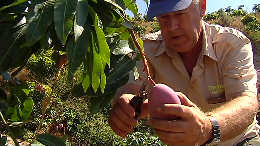 Baja la cosecha de mango en la Costa Tropical
