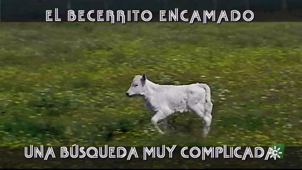 Toros para Todos | La tierna historia del becerrito encamado