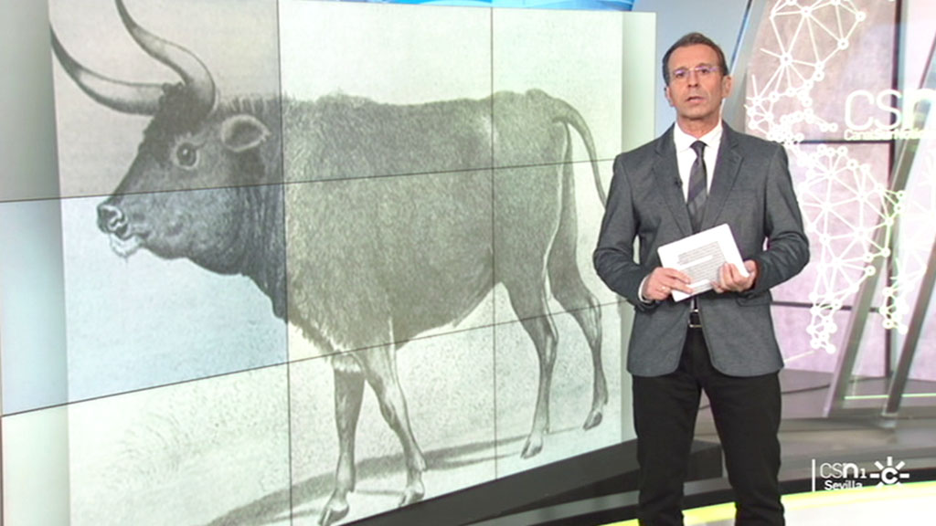 Así es un cuerno de uro, el antepasado del toro bravo