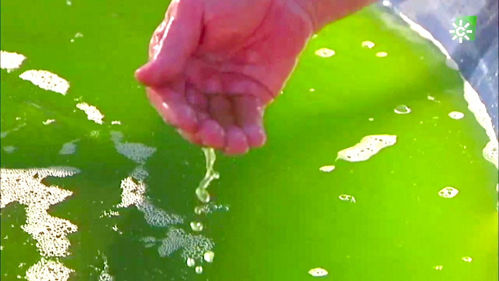 Espacio protegido | Las microalgas mejoran el rendimiento agrícola y combaten el cambio climático