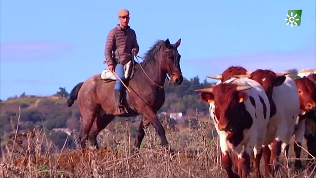 El auge del boniato y los domadores de cabestros