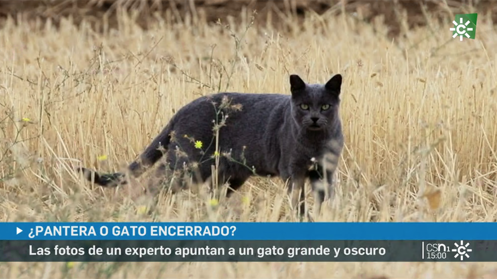 ¿Pantera o gato?