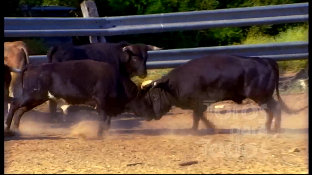 Toros | Canal Sur