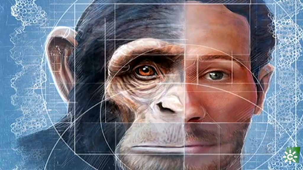 Embriones de monos y humanos para generar órganos para trasplantes