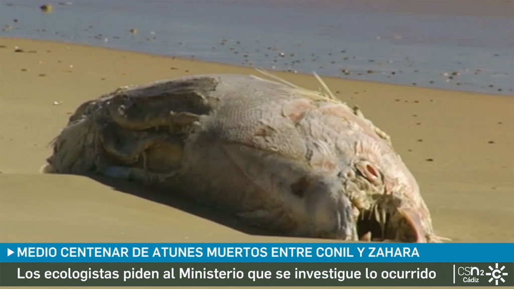 Aparecen muertos medio centenar de atunes en playas entre Conil y Zahara