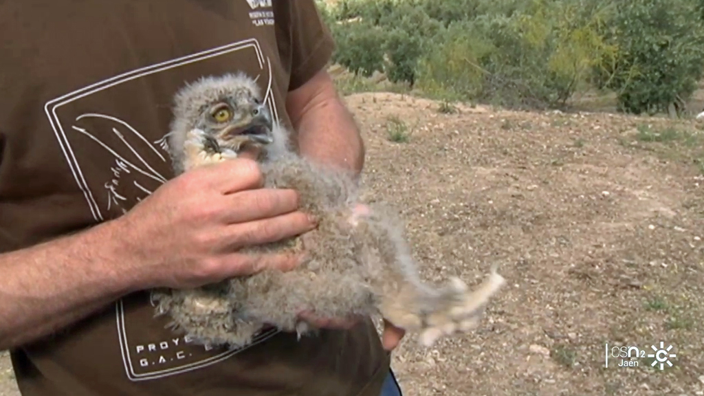 Las crías de búhos reales de Jaén posan para la foto de su DNI