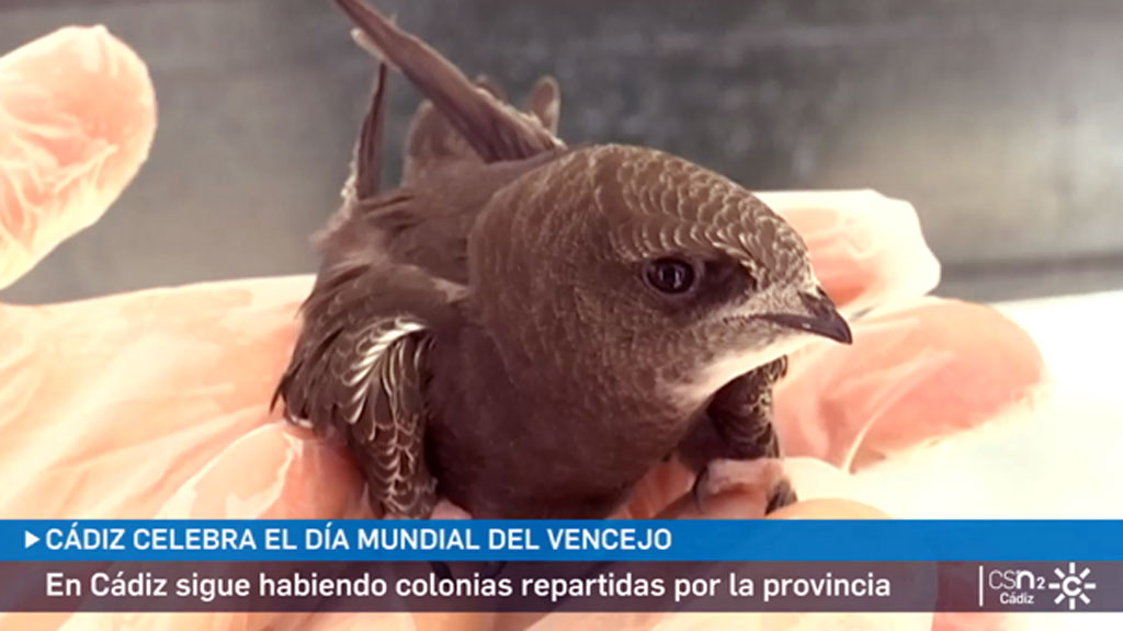 Jerez acoge una iniciativa para destacar la importancia del vencejo