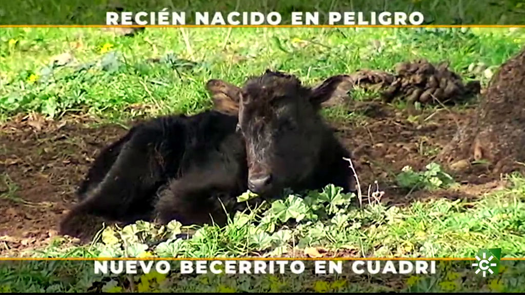 Toros para todos | Los peligros a los que se enfrenta un becerrito ...