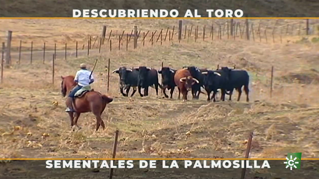 Toros para todos | ¿Cuánto dura un toro semental en activo?