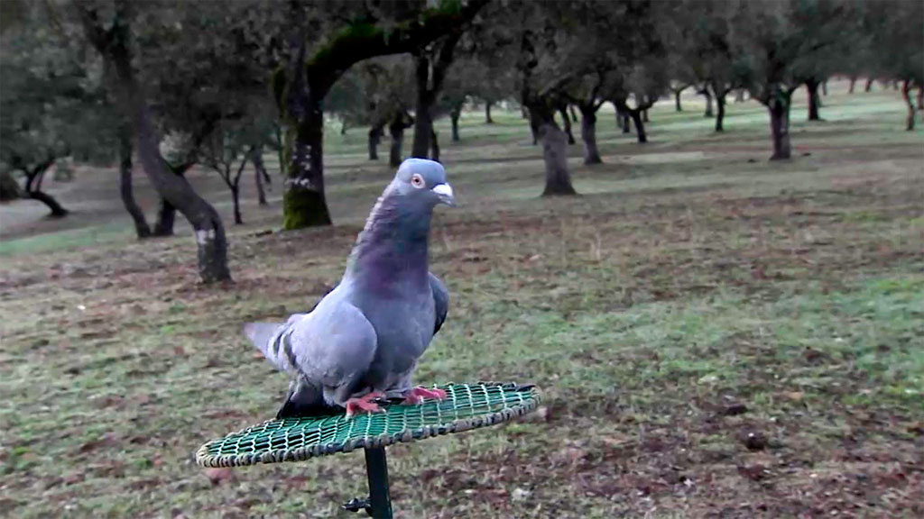 Lances| La caza de la paloma torcaz con un experto en cimbeles