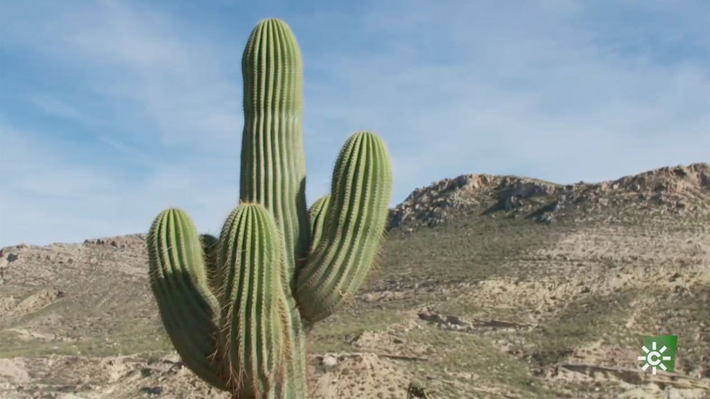 Destino Andalucía | Los cactus de Almería, una vegetación singular en ...