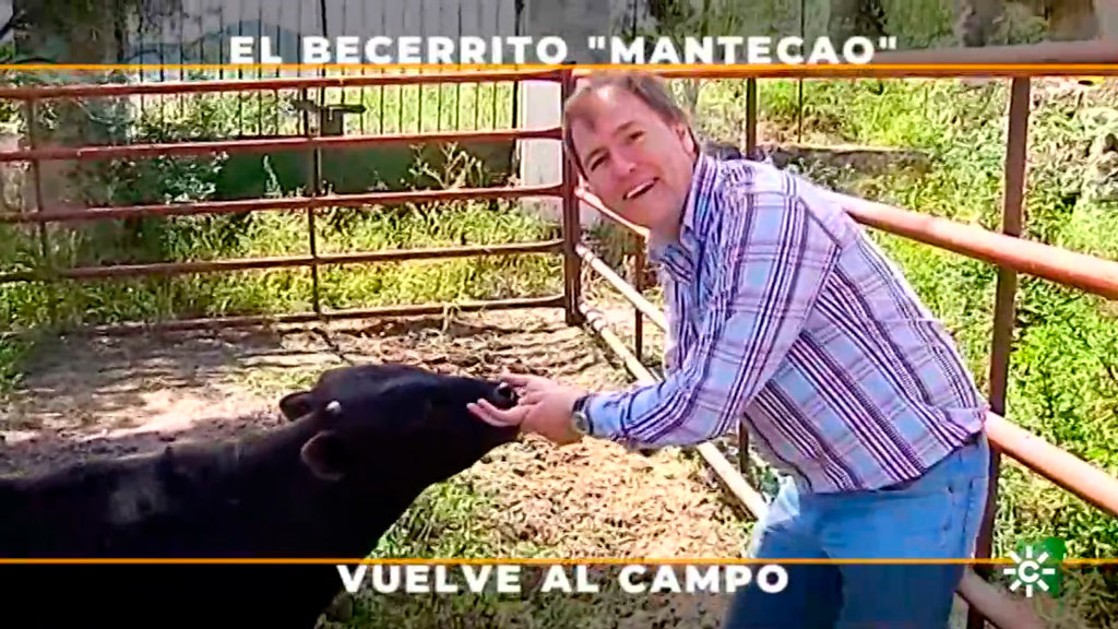 Toros para todos | La entrañable historia del becerrito Mantecao