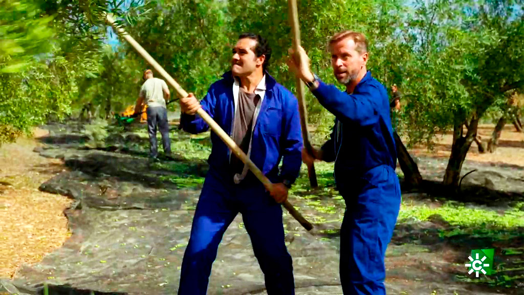 Entre Compadres | El 'arte' de varear olivos de Los Compadres