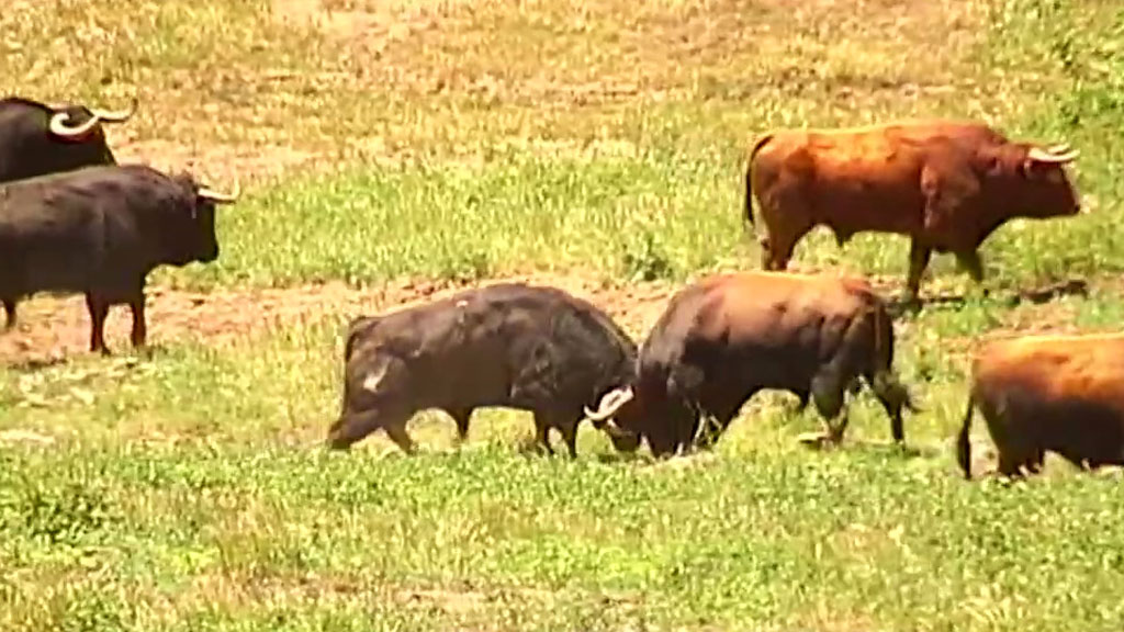 Toros para todos | Espectacular pelea de toros bravos por conseguir ...