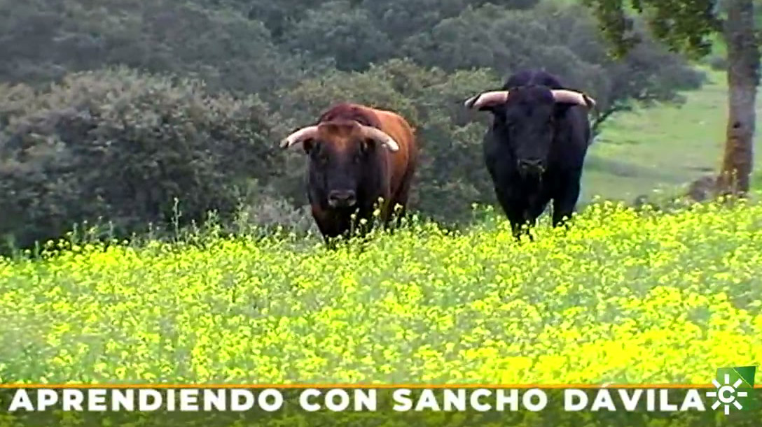 Toros para todos | El ganadero Sancho Dávila desvela cuánto dinero cuesta un toro bravo