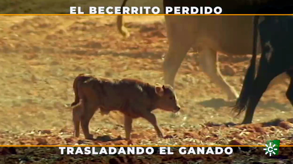 Toros para todos | Canal Sur