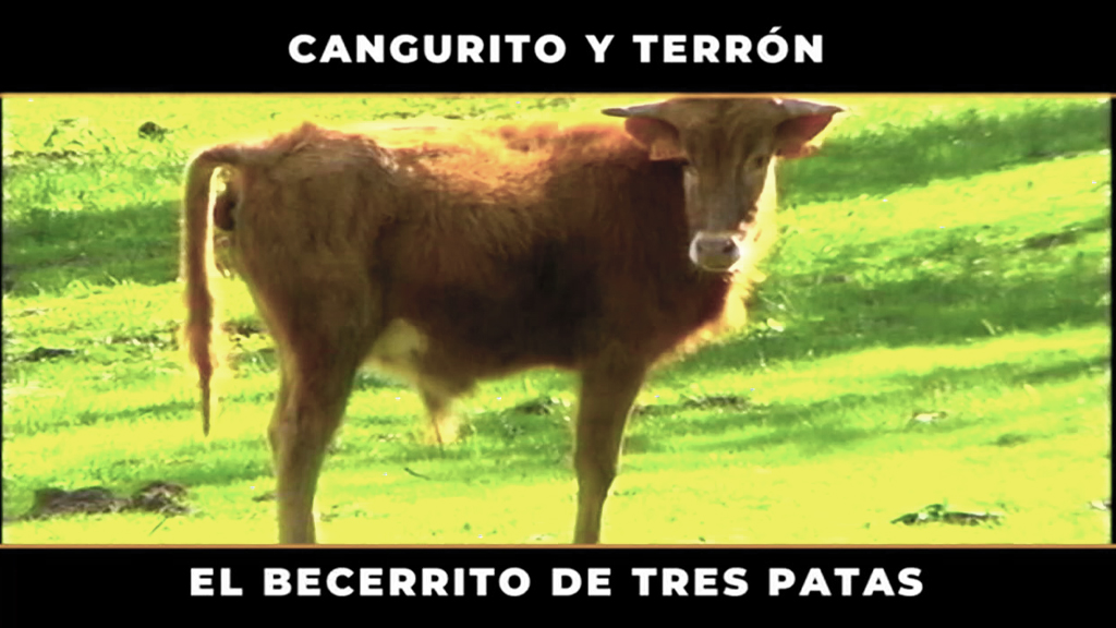 Toros para todos | Cangurito y Terrón, la historia de un becerrito con ...