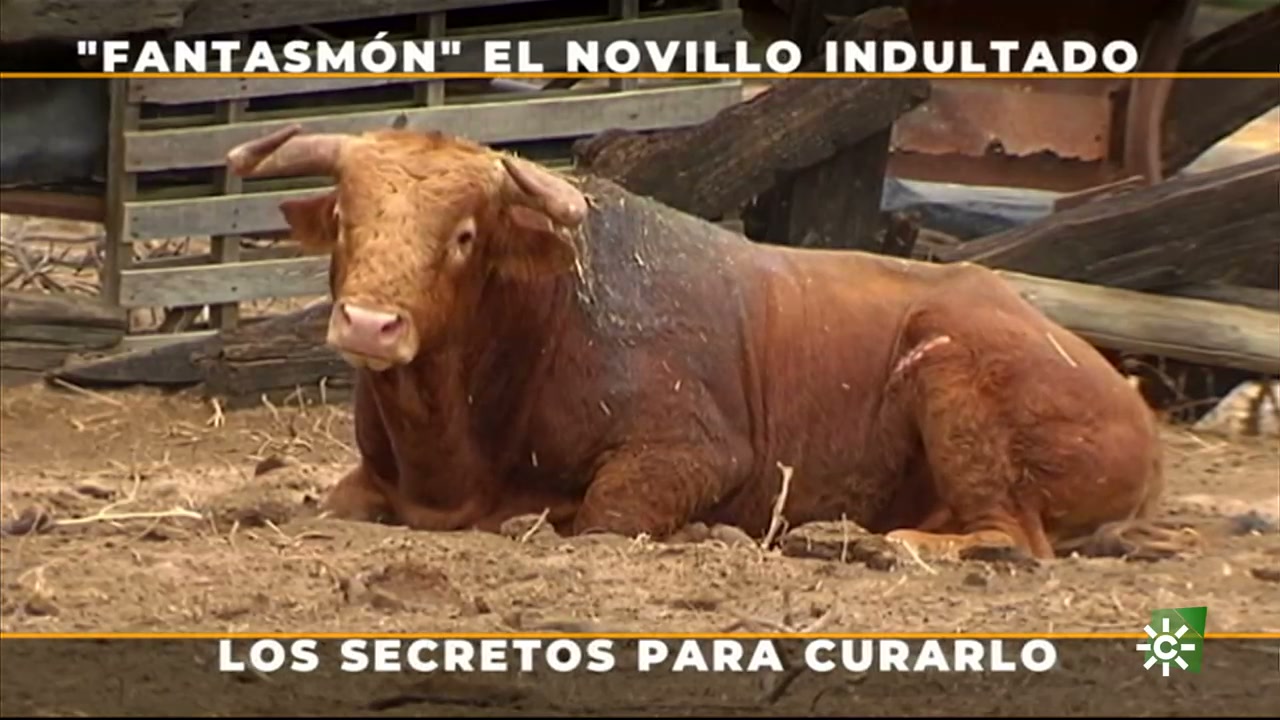 Toros para todos | Cómo se cura a un toro que ha merecido ser indultado