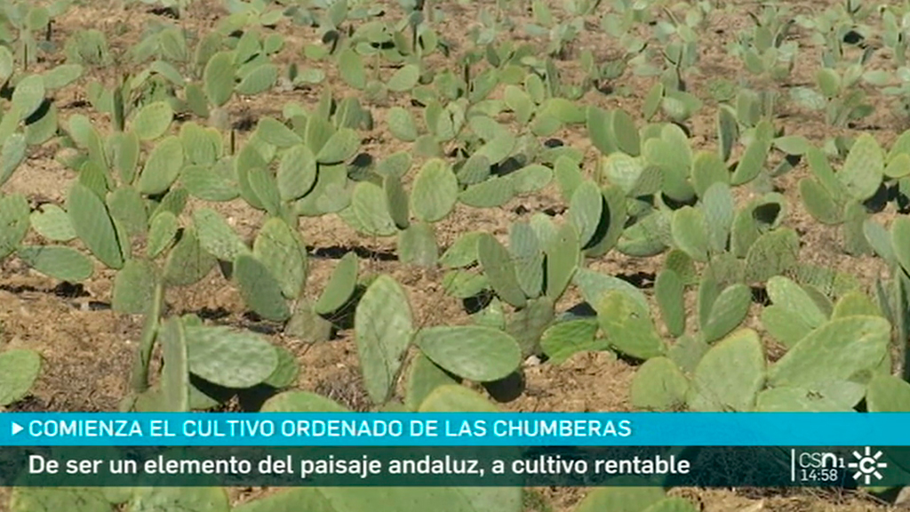 Vuelve el cultivo de la chumbera para exportación de su fruto