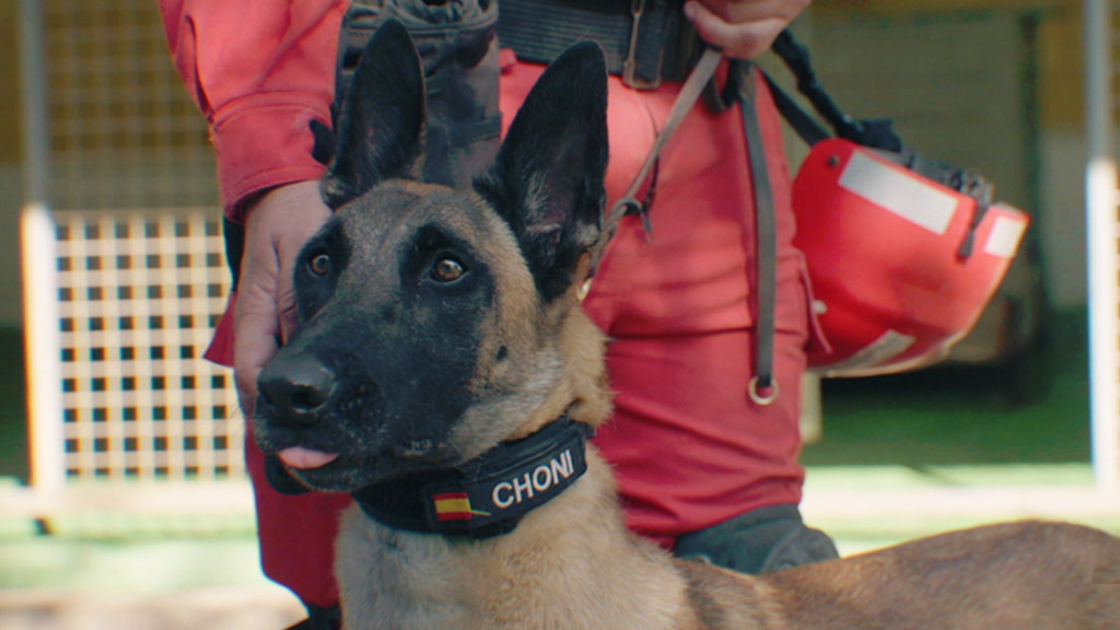 La UME muestra en "Patas Arriba" cómo trabaja Choni, una perra que ...
