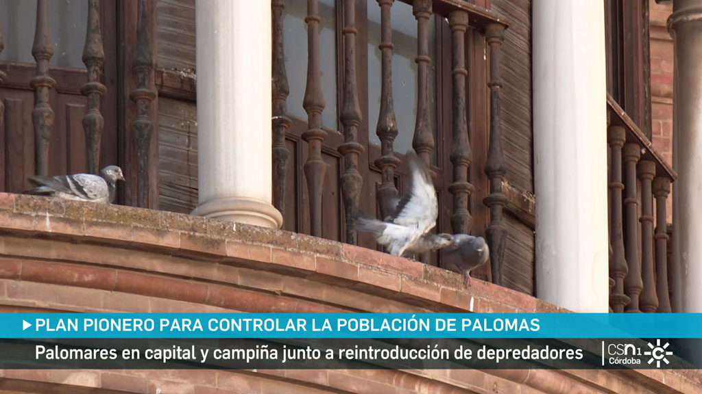 Córdoba instalará una red de palomares para controlar la población