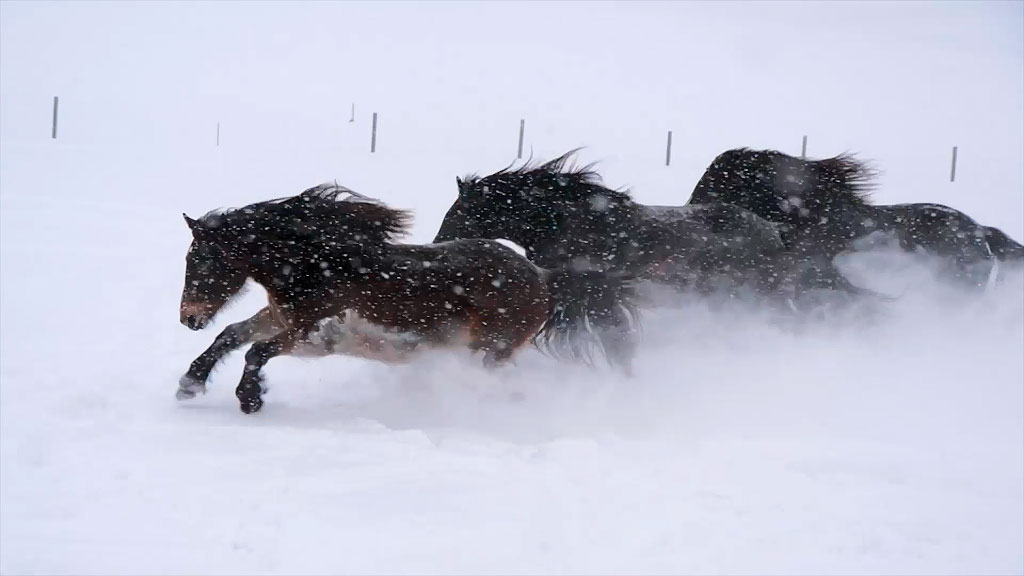 Espacio Protegido | 'Caballos', un documental de Alberto Redondo sobre ...