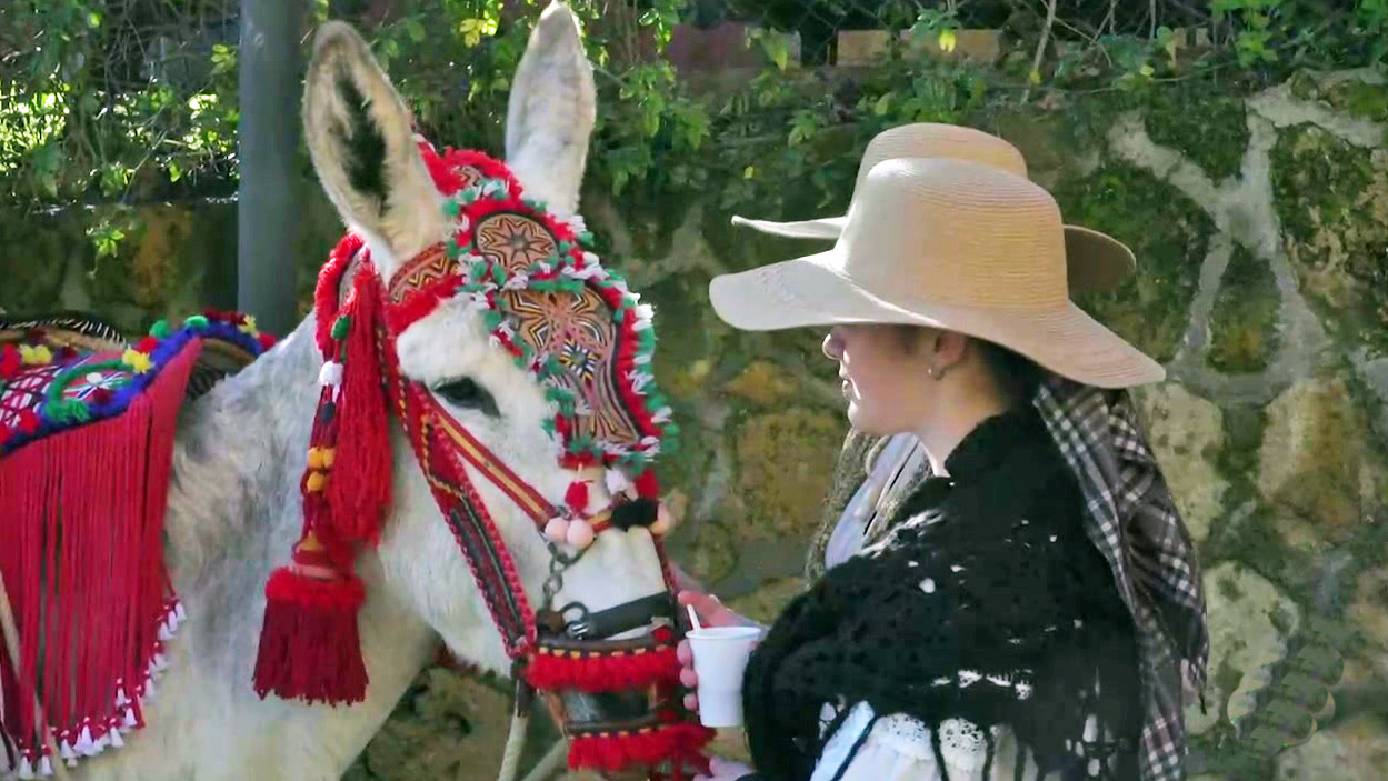 TodoCaballo | Homenaje al burro andaluz en Carmona