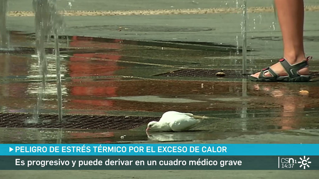 Peligro de estrés térmico por las altas temperaturas