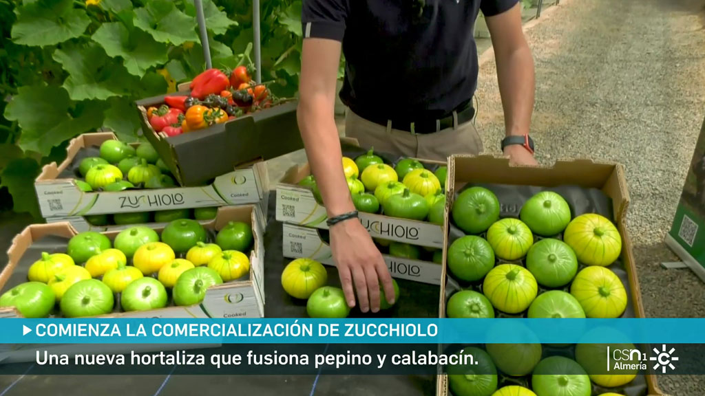 La nueva hortaliza almeriense se llama zucchiolo