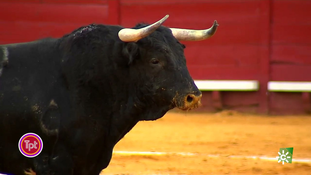 Toros para todos