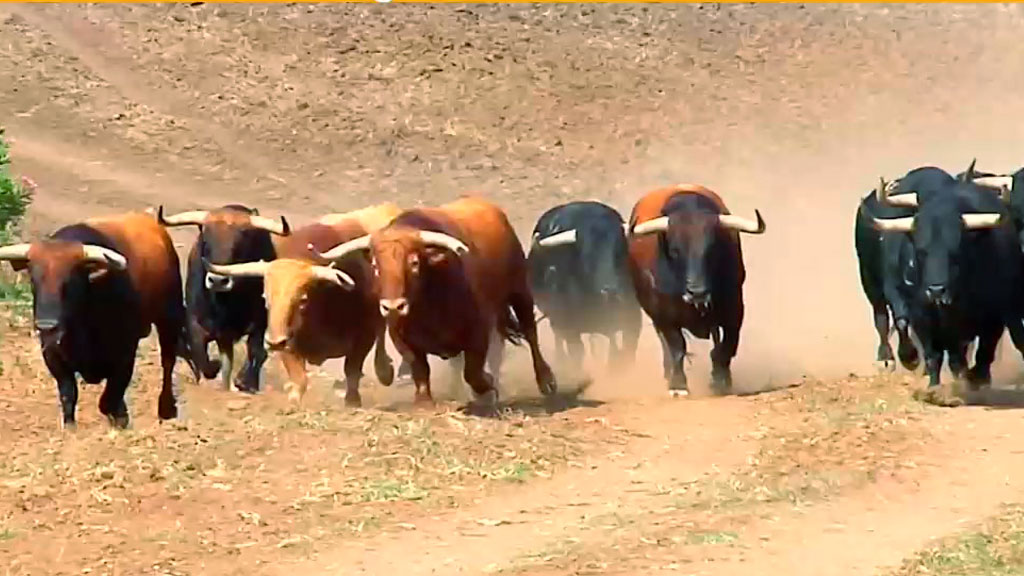 Toros para todos | Jornada de entrenamiento para los toros que abren en ...