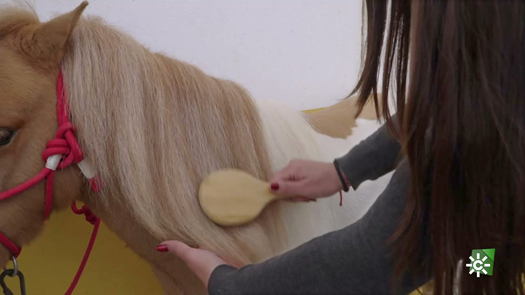 TodoCaballo | Consejos de la esteticista para que la crin y la cola ...