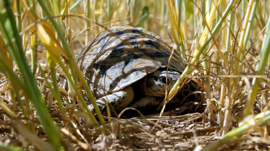 Espacio Protegido | Los últimos refugios de la tortuga mora en Andalucía