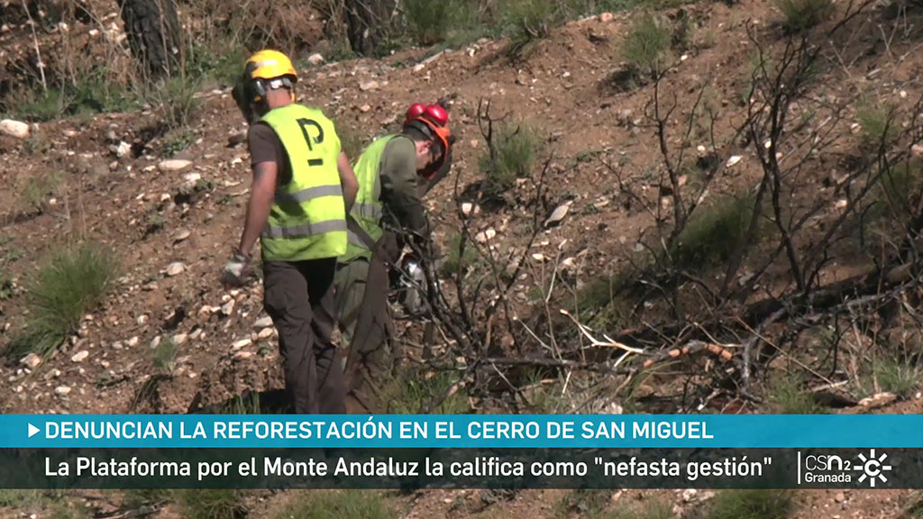 Polémica en Granada por la reforestación del Cerro de San Miguel