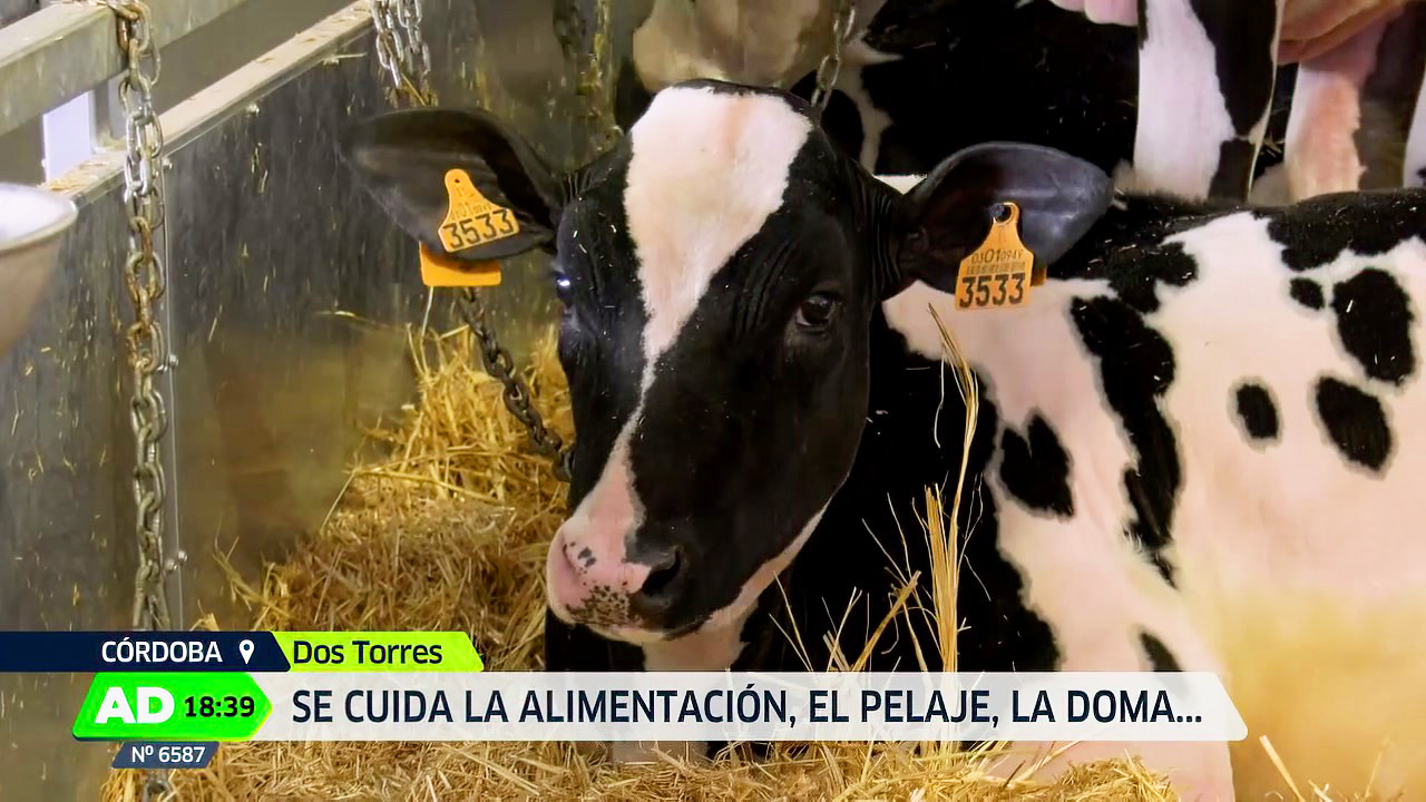 Andalucía Directo | Se busca a la vaca más guapa de los Pedroches
