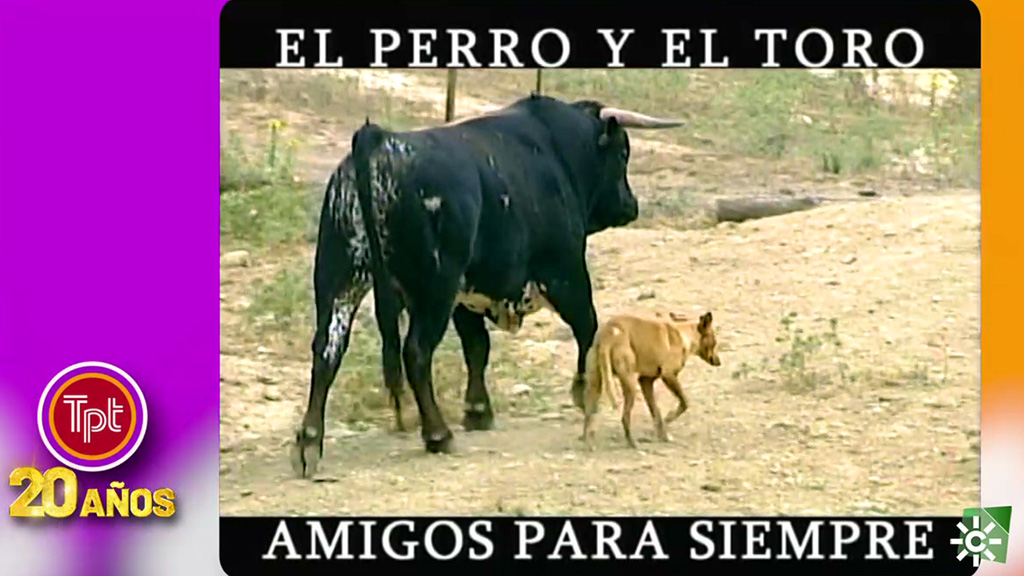 Toros para todos | Comprobamos en el campo que el toro bravo y el perro ...