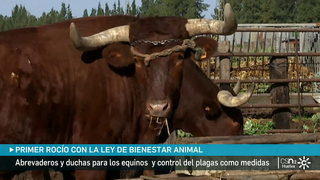 Primer Rocío con la Ley de Bienestar Animal: más abrevaderos, zonas de ...