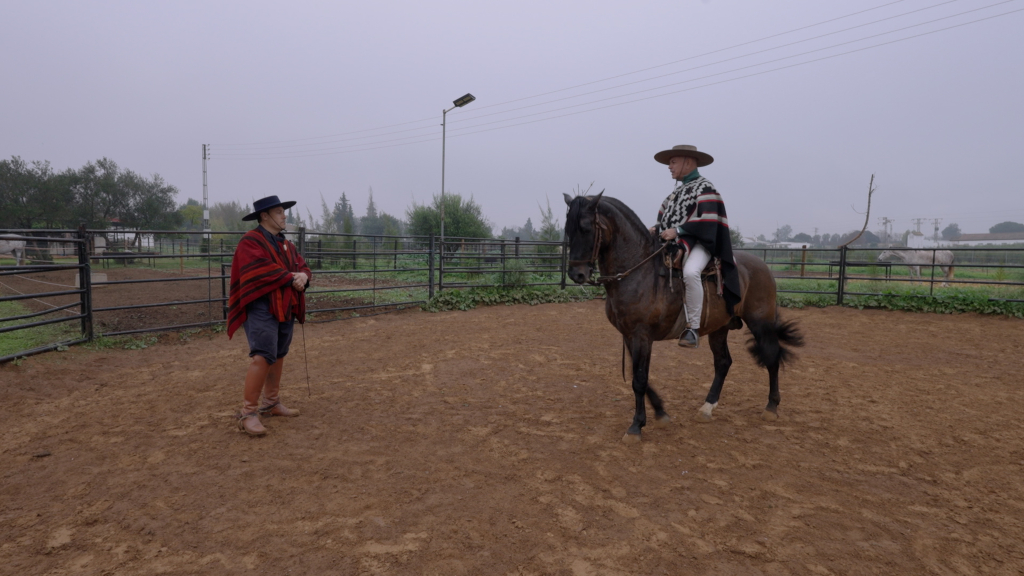 La nobleza de los caballos criollos, la emoción de las carreras en el ...