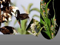 Analizan cómo las plantas interaccionan con los animales que consumen ...