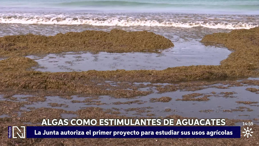 La Junta autoriza un proyecto científico para usar el alga asiática invasora como fertilizante ...