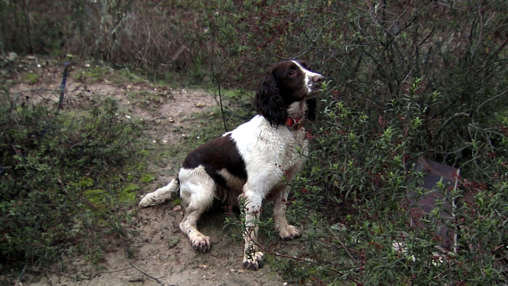 Lances arranca con la caza de zorzales en un coto de Huelva